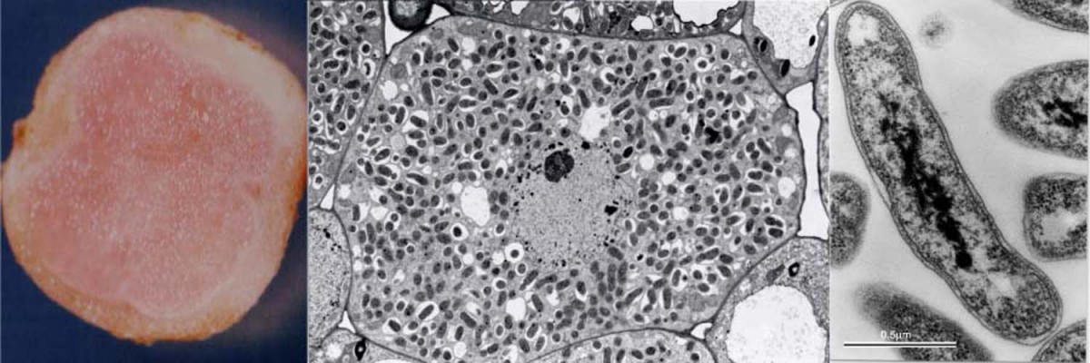 Japanese Society of Microbial Ecology